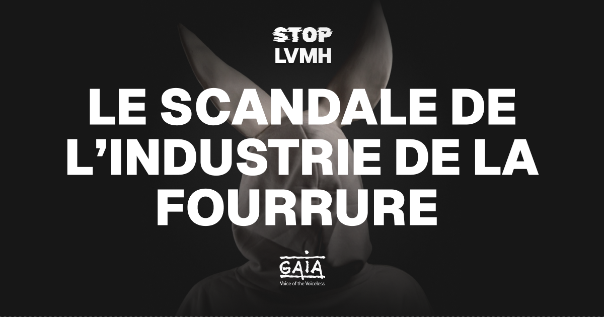 GAIA dévoile le scandale de la fourrure et dénonce LVMH | STOP LVMH